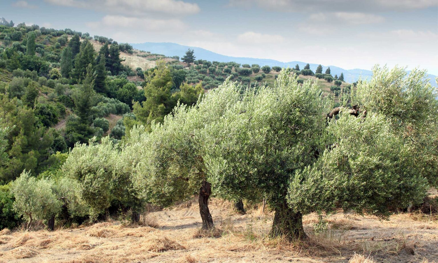 ΔΡΟΜΟΙ ΤΗΣ ΕΛΙΑΣ – THE ROUTES OF THE OLIVE TREE – LES ROUTES DE L ...