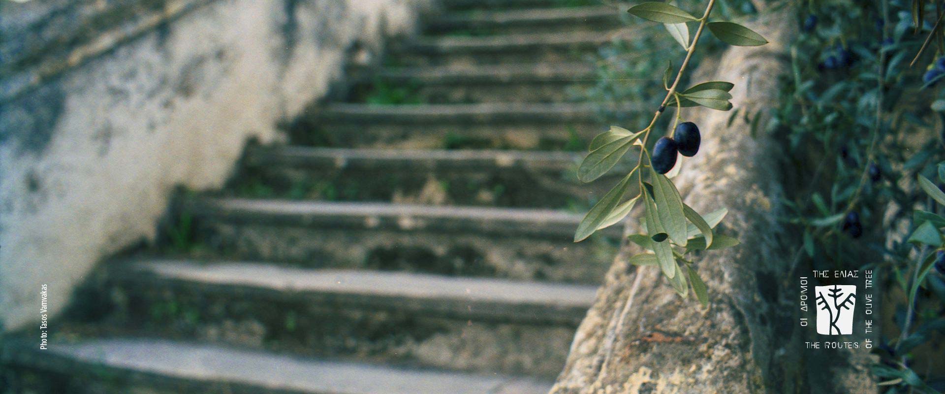 slides-01s – ΔΡΟΜΟΙ ΤΗΣ ΕΛΙΑΣ – THE ROUTES OF THE OLIVE TREE – LES ...